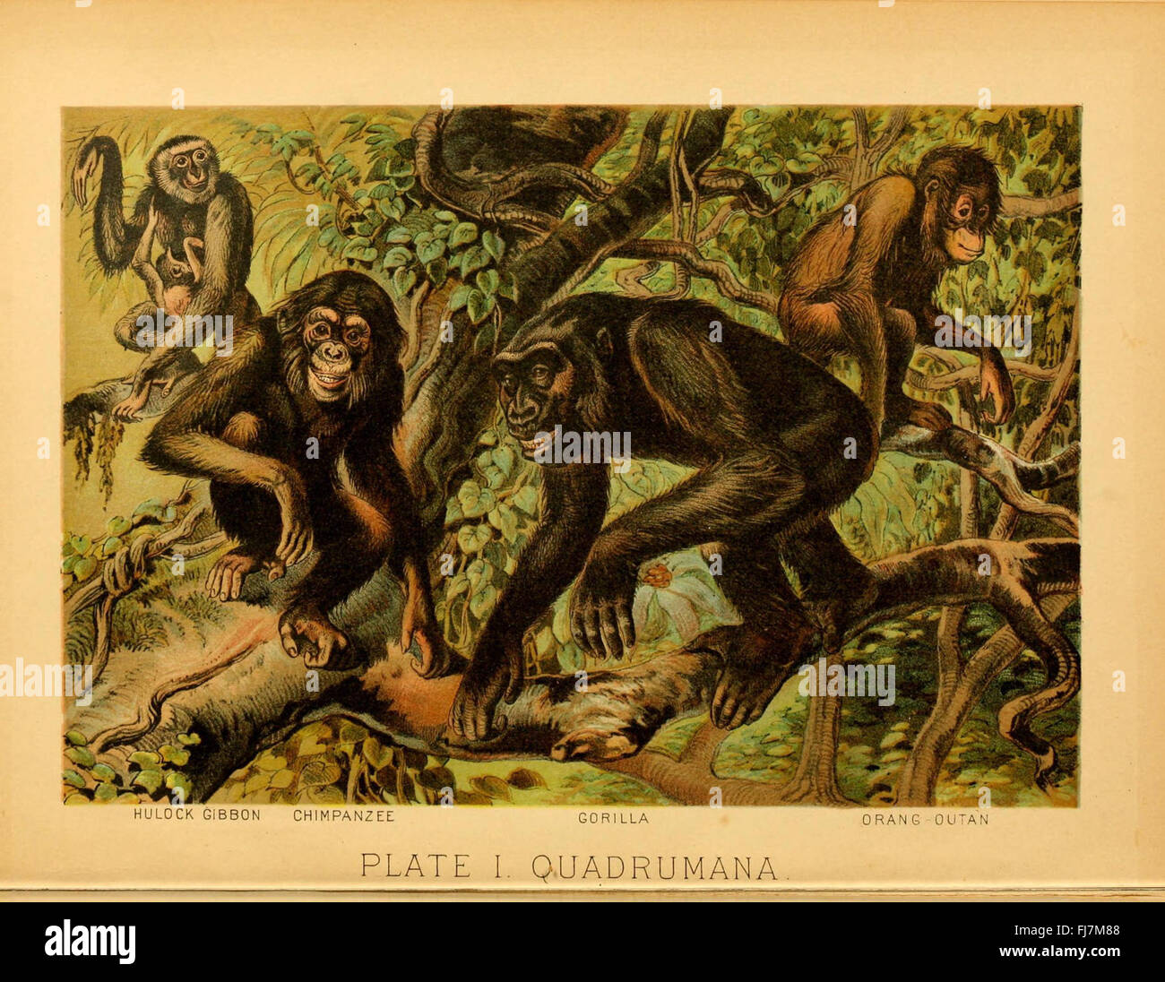 A detailed illustration of the animal kingdom, showcasing a variety of ...