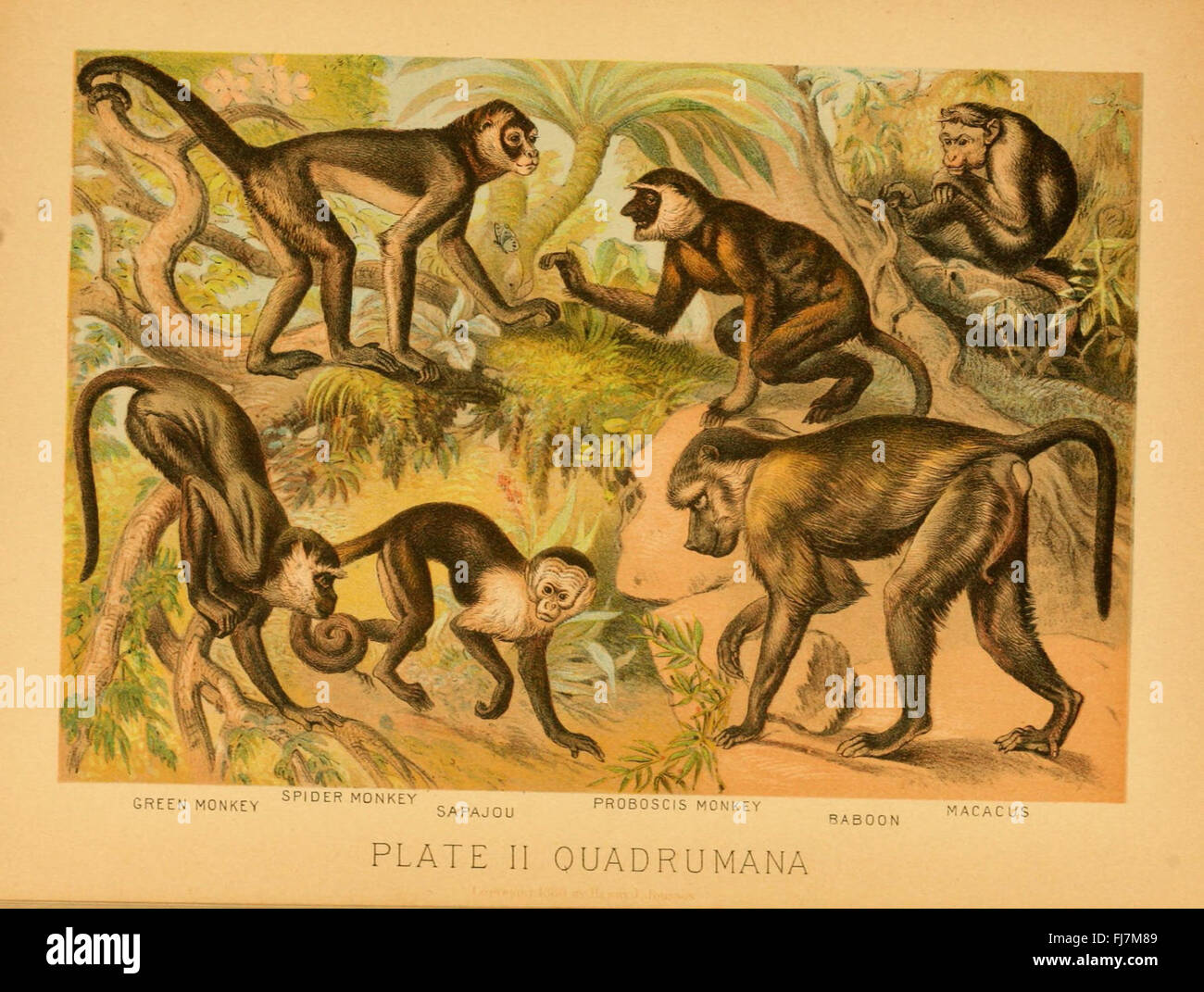Animal Kingdom - Mammals (Plate II), Smithsonian Institution Libraries ...