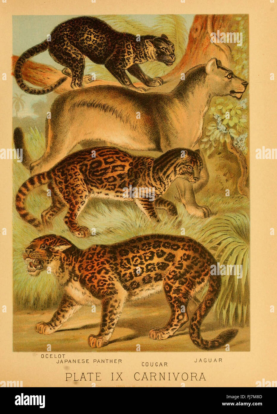 The animal kingdom (Plate IX Stock Photo - Alamy