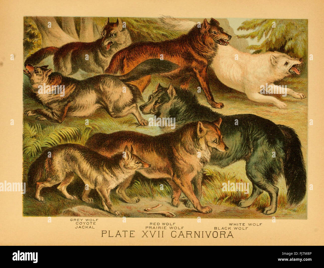 Mammals, Animal Kingdom, Zoology, Smithsonian Libraries, Pictorial ...
