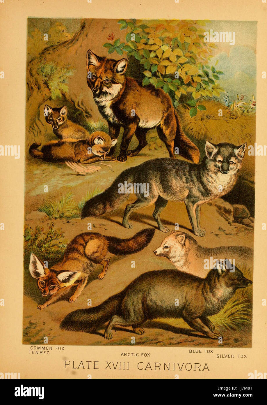 The animal kingdom (Plate XV), Mammals, SIL, Smithsonian Institution ...