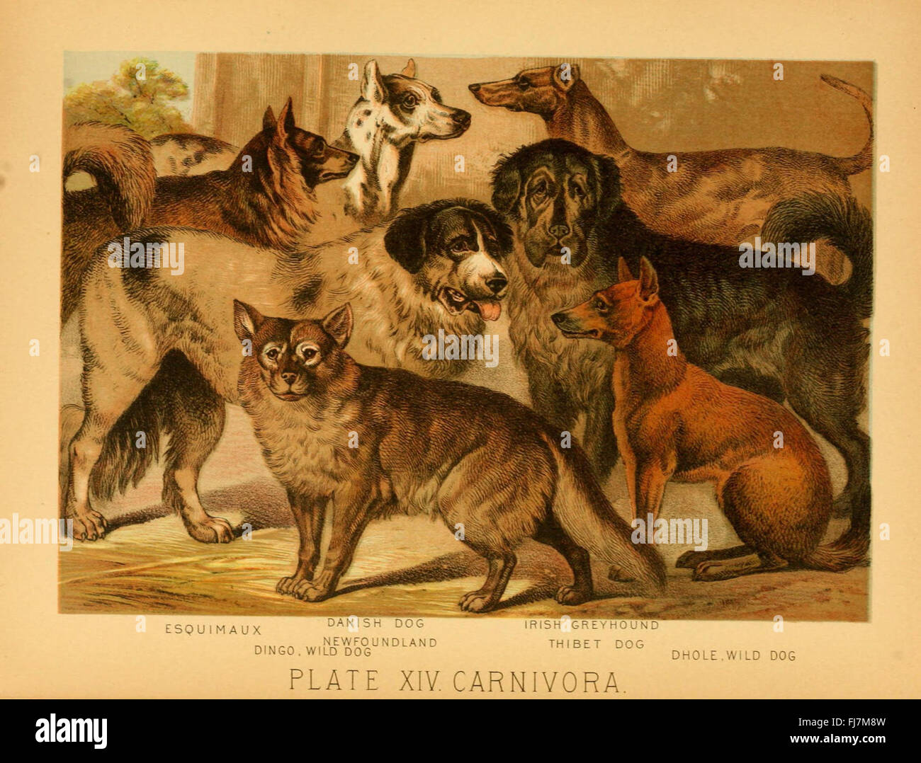 An illustrated study of the animal kingdom focusing on mammal species ...