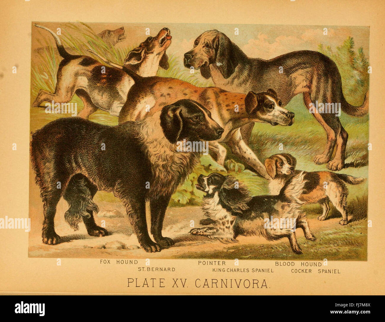 A detailed illustration from 'The Animal Kingdom,' focusing on the ...