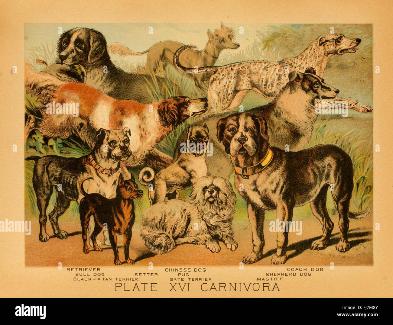 An illustration of the animal kingdom, featuring various species of ...
