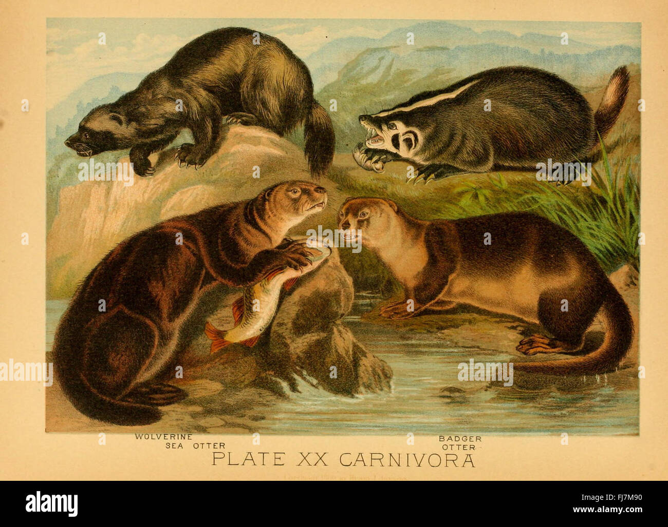 This work on the animal kingdom focuses on the taxonomy and ...