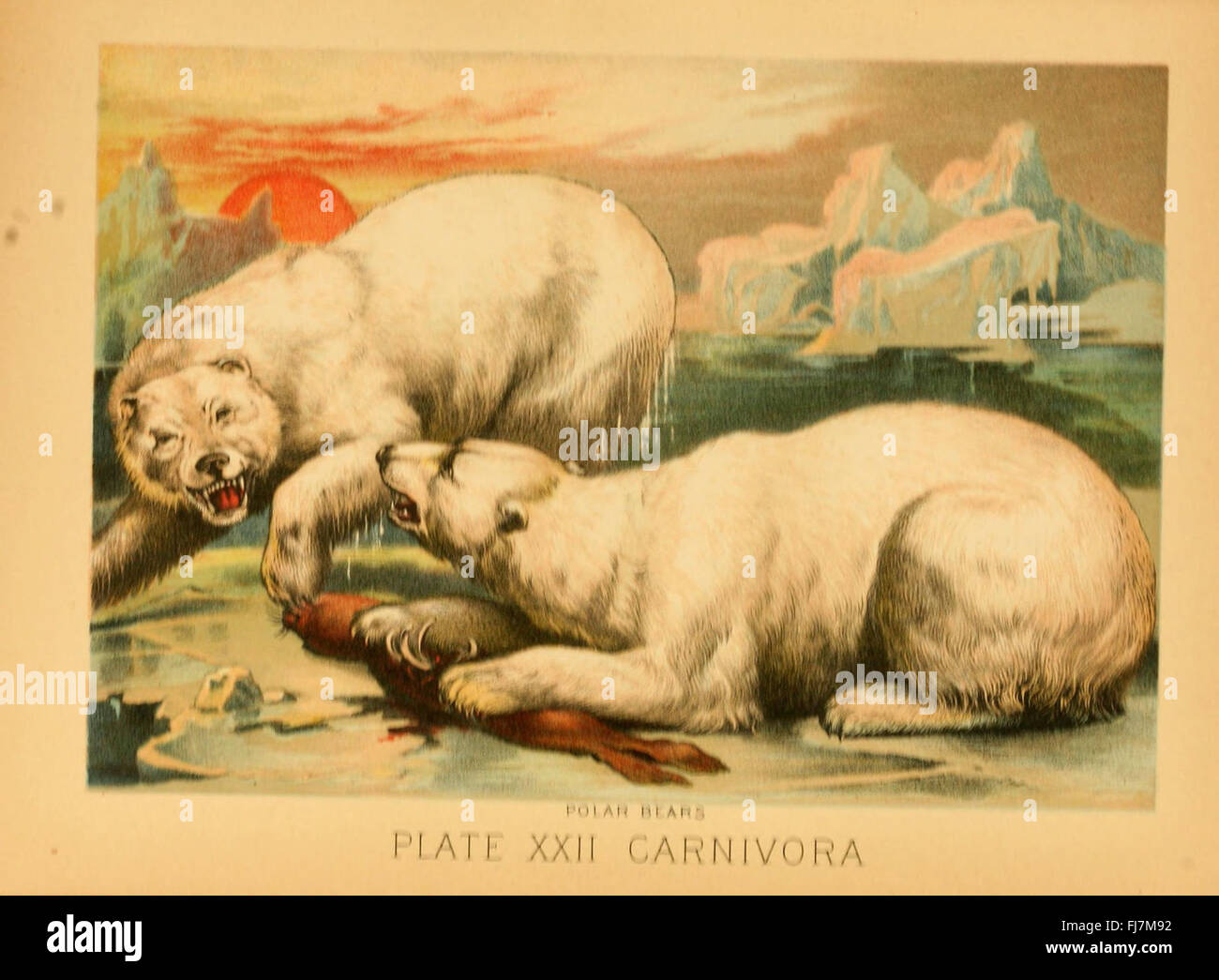 A zoological work depicting various mammals and their characteristics ...