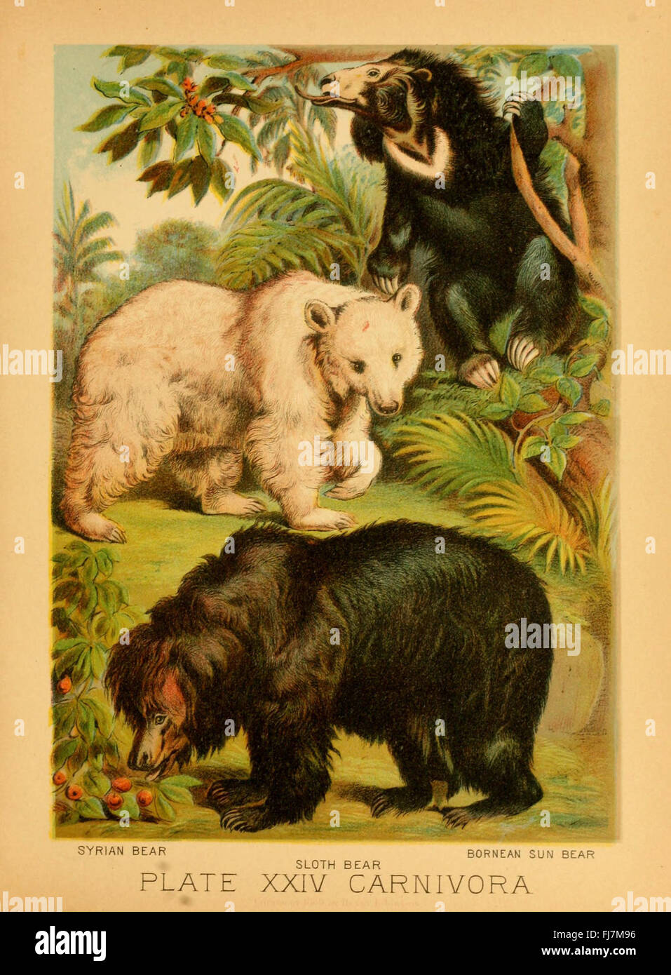 Exploring the Animal Kingdom: Mammals of the World Stock Photo - Alamy