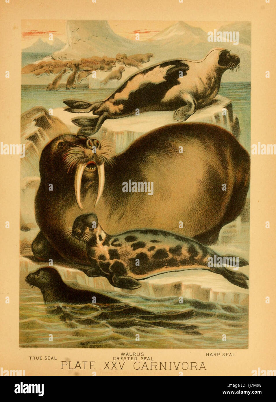 A detailed illustration from the work on the diversity of animals ...