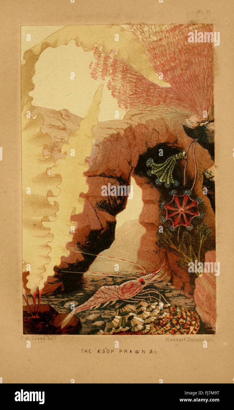Aquariums, Deep sea, Marine biodiversity, Smithsonian Libraries, Marine ...