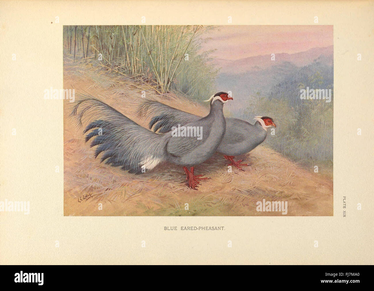 Detailed study of avian anatomy hi-res stock photography and images - Alamy