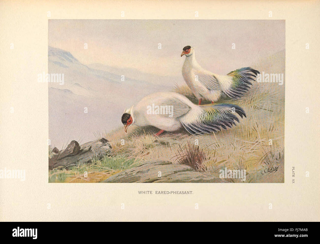 A comprehensive study on pheasant species worldwide, detailing taxonomy ...