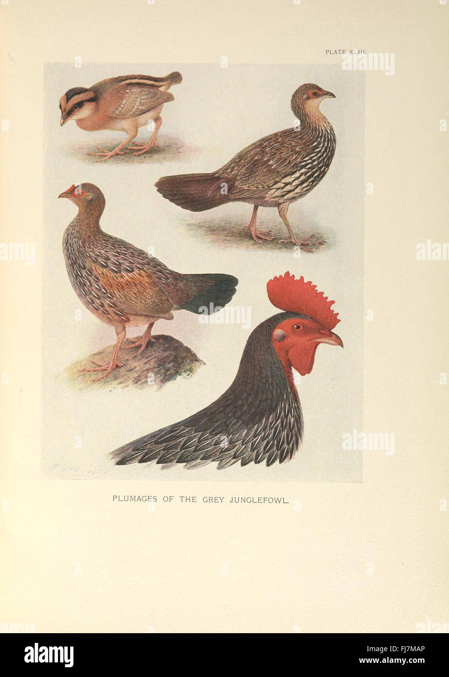 An illustrated monograph detailing various species of pheasants ...