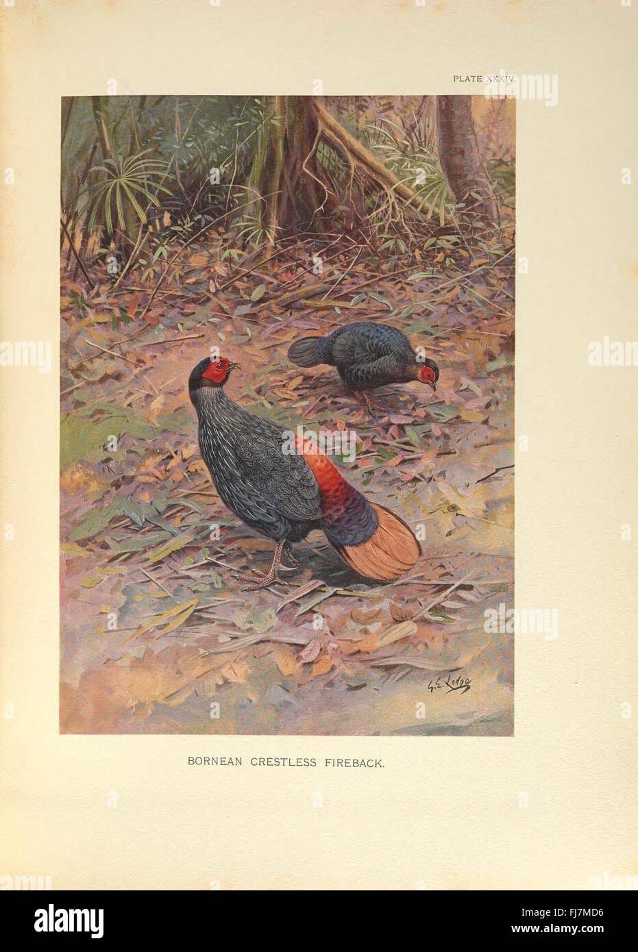 A monograph of the pheasants (PLATE XXXIV) - A detailed study of ...
