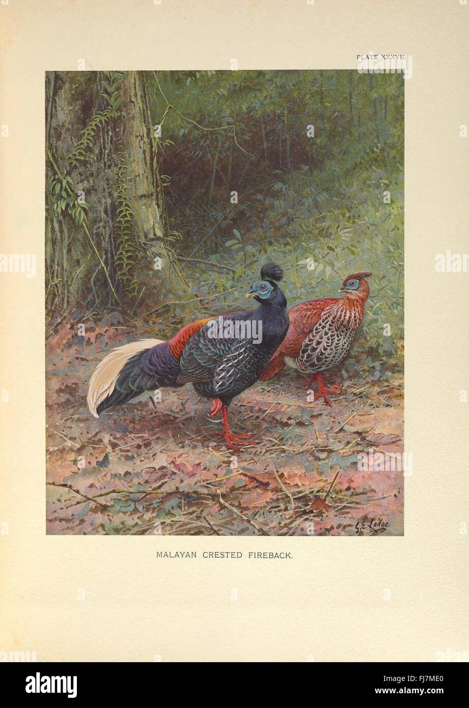 A monograph of the pheasants (PLATE XXXVII): A detailed study of ...