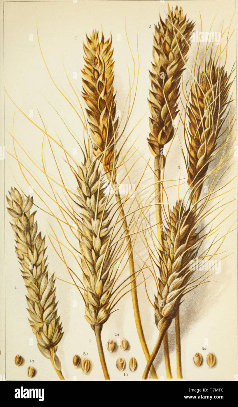 A 1900 research publication focused on improving American wheat ...