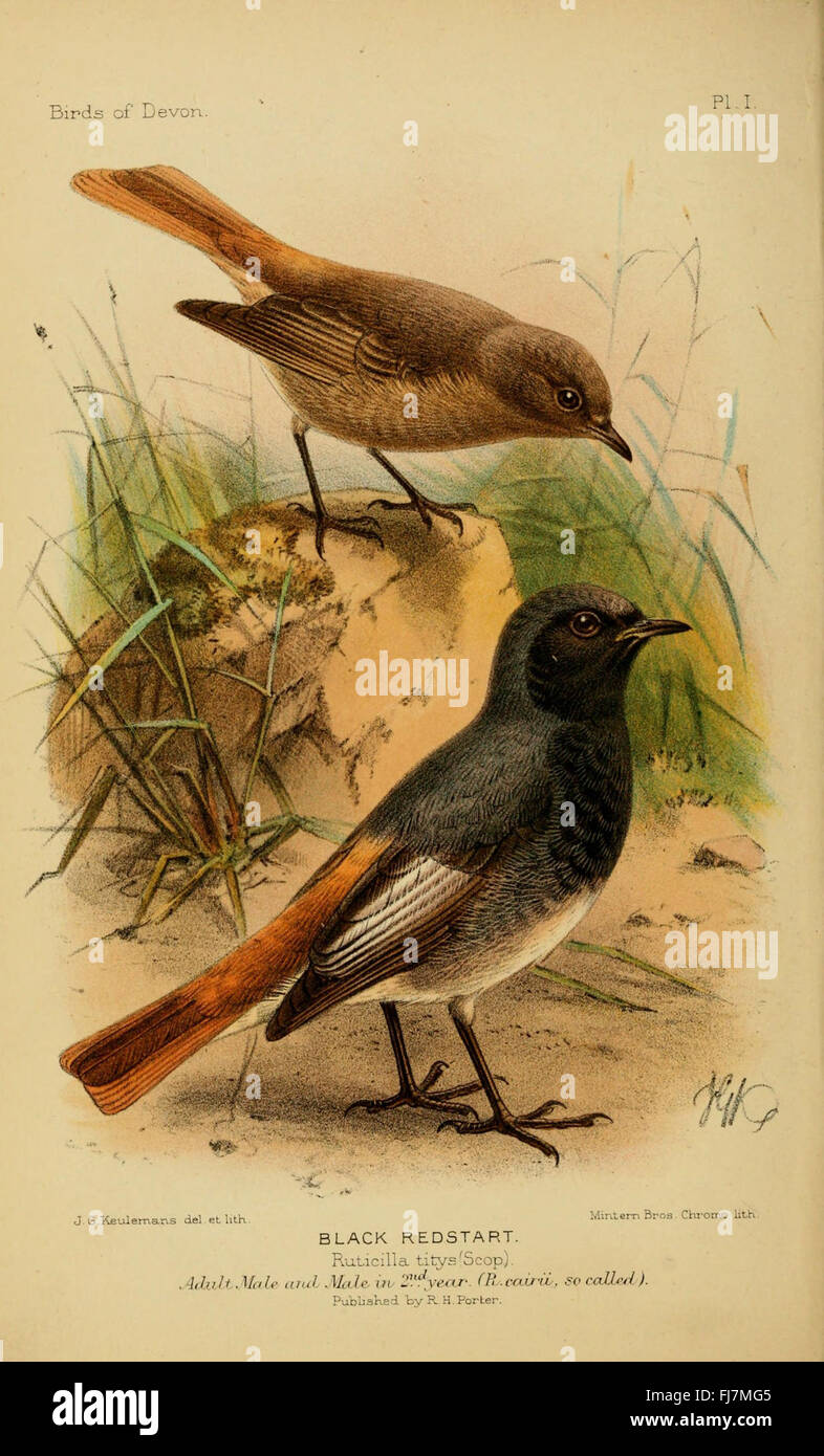 The birds of Devon (Pl. I) - A comprehensive study on the bird species ...