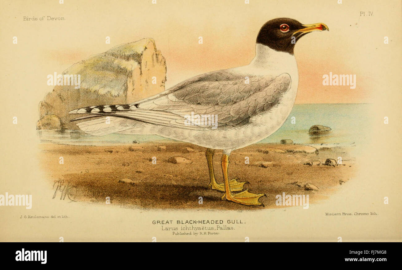 The Birds of Devon (Pl. IV), Birds, Devon, England, SIL Smithsonian ...