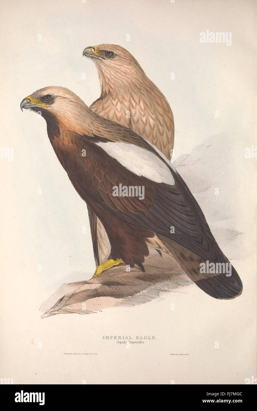 Illustrated ornithological reference on European bird species, covering ...