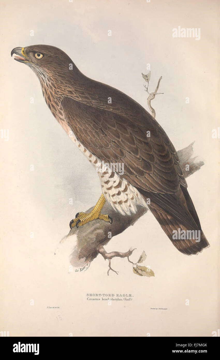 European birds, bird species, ornithology, bird identification ...