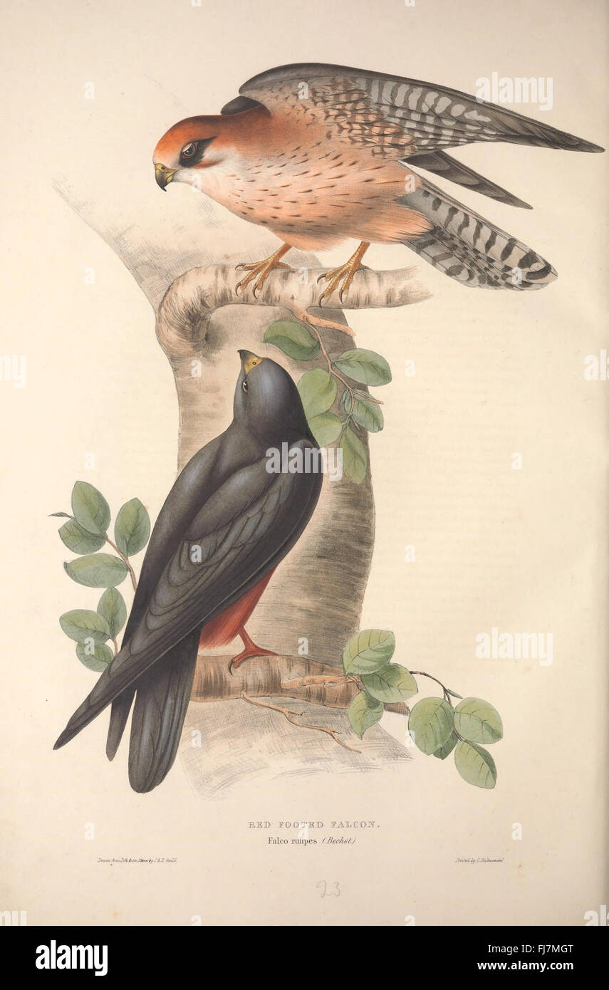 An extensive collection of bird species native to Europe, illustrated ...