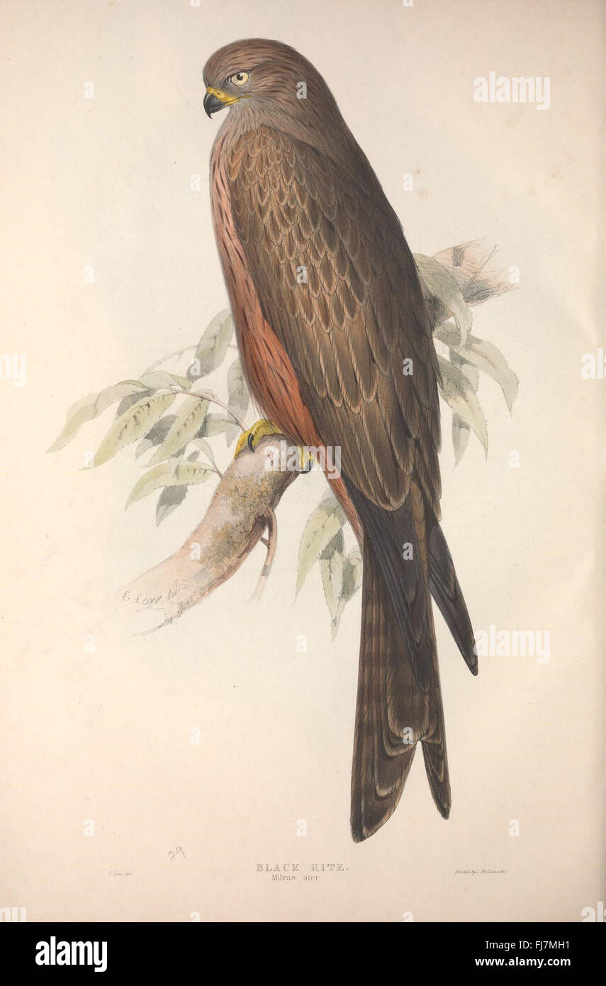 Comprehensive Study of European Birds, Ornithological Research on ...