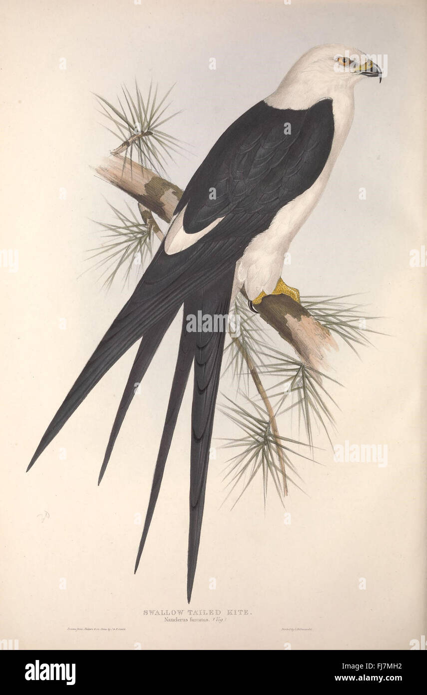 A comprehensive work illustrating various bird species native to Europe ...