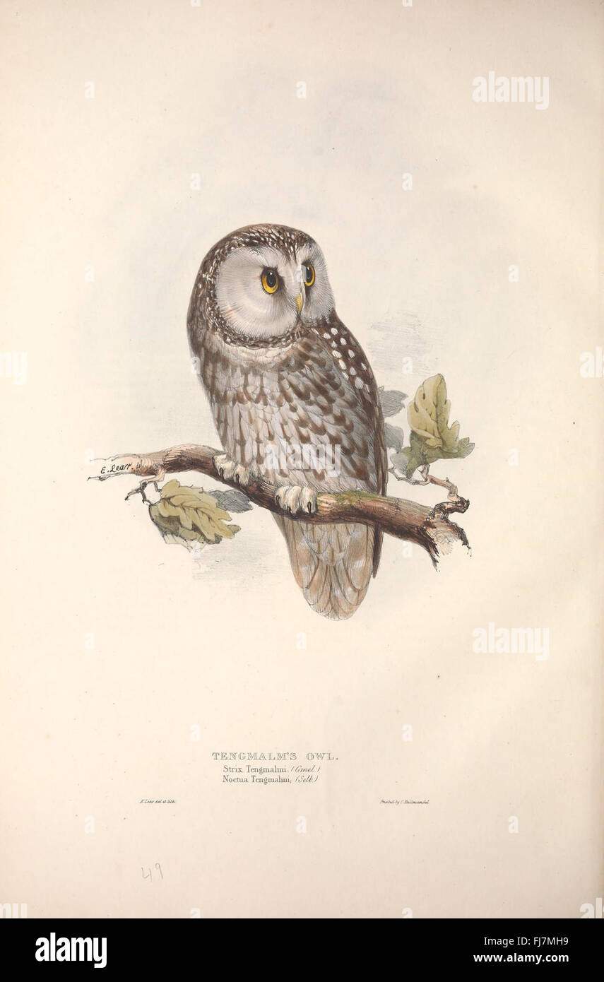 A comprehensive study of European bird species, featuring illustrations ...