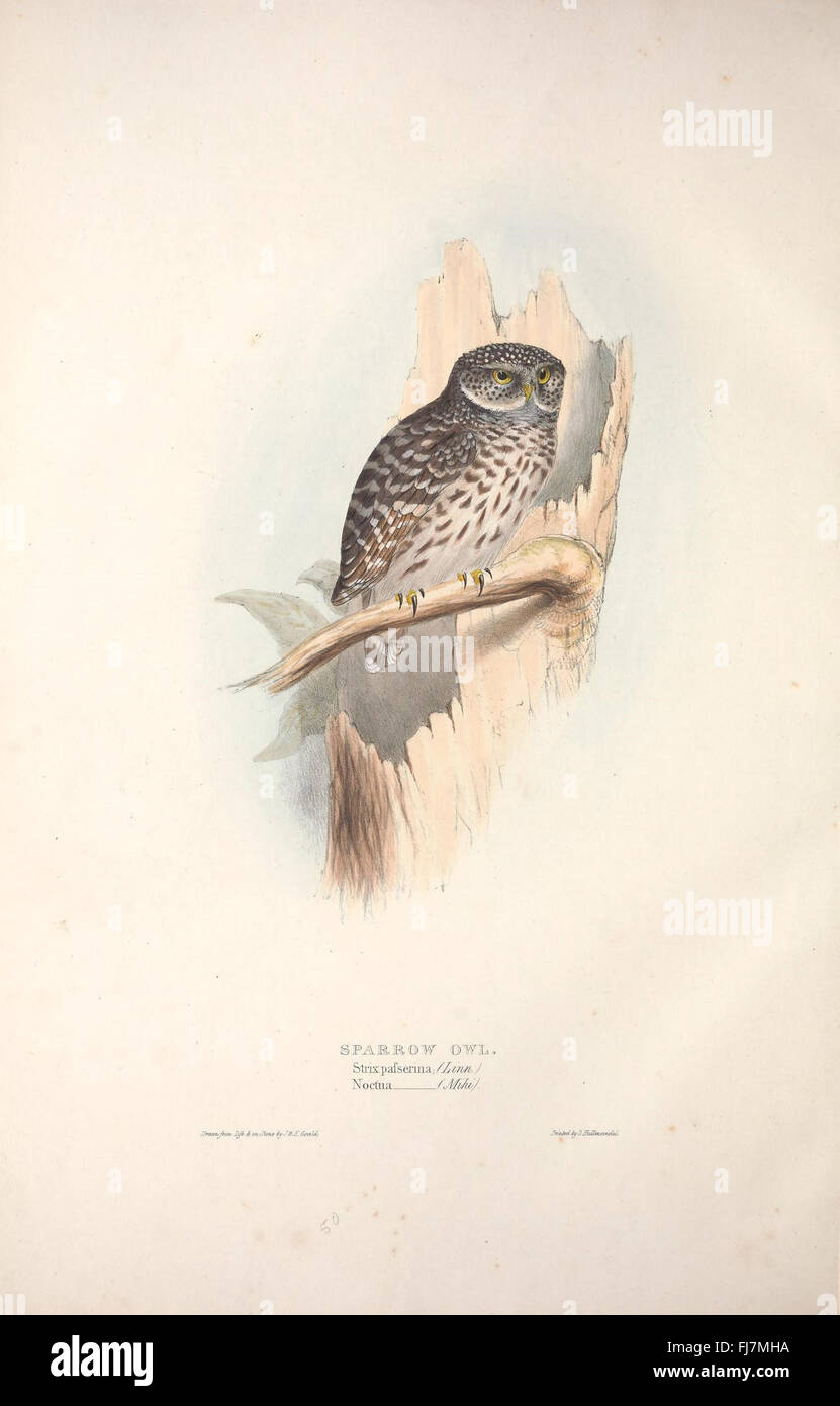 An ornithological study of European bird species, documenting their ...
