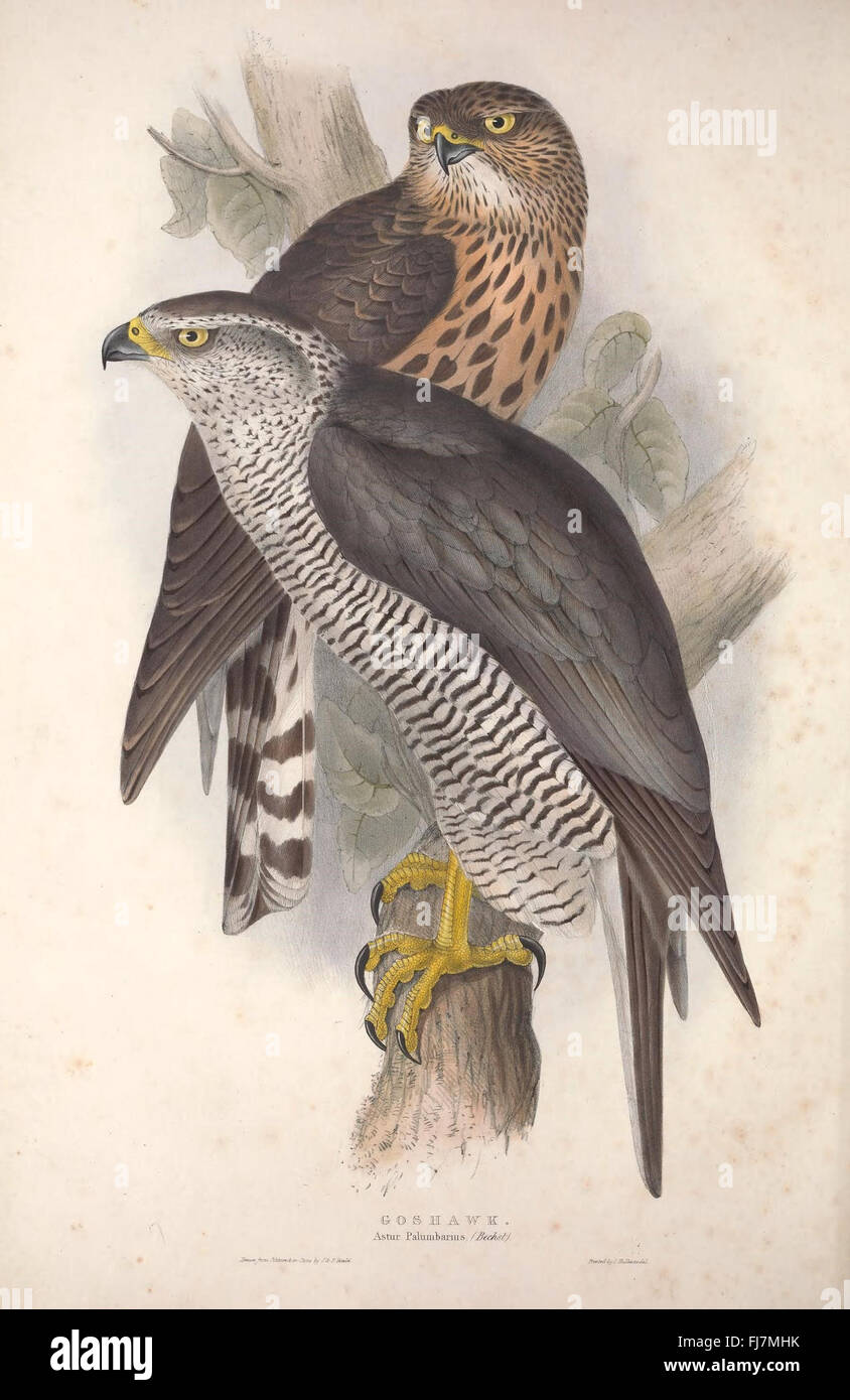 The Birds of Europe, ornithology, bird species, European birds ...