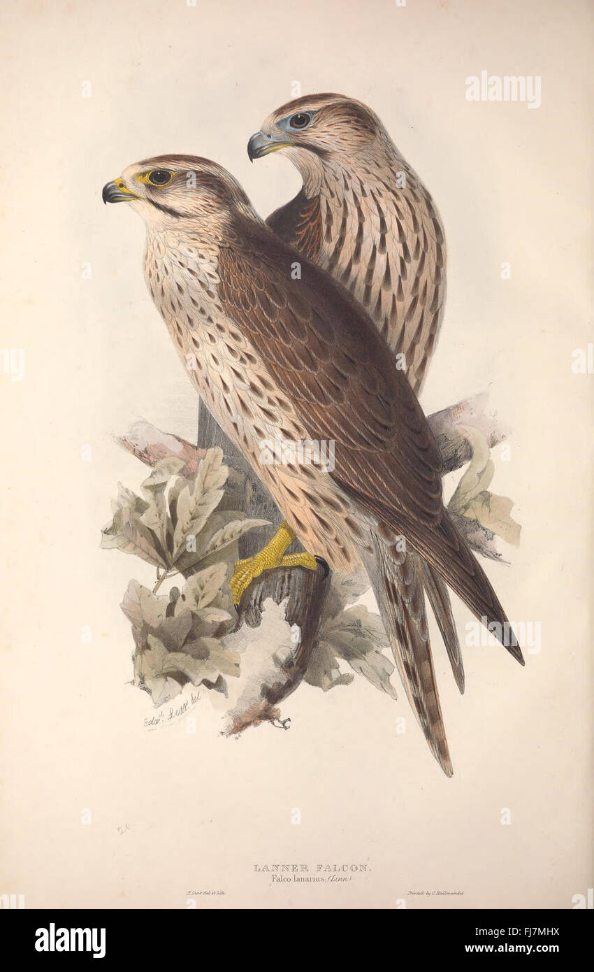An illustrated guide to the bird species of Europe, documenting the ...