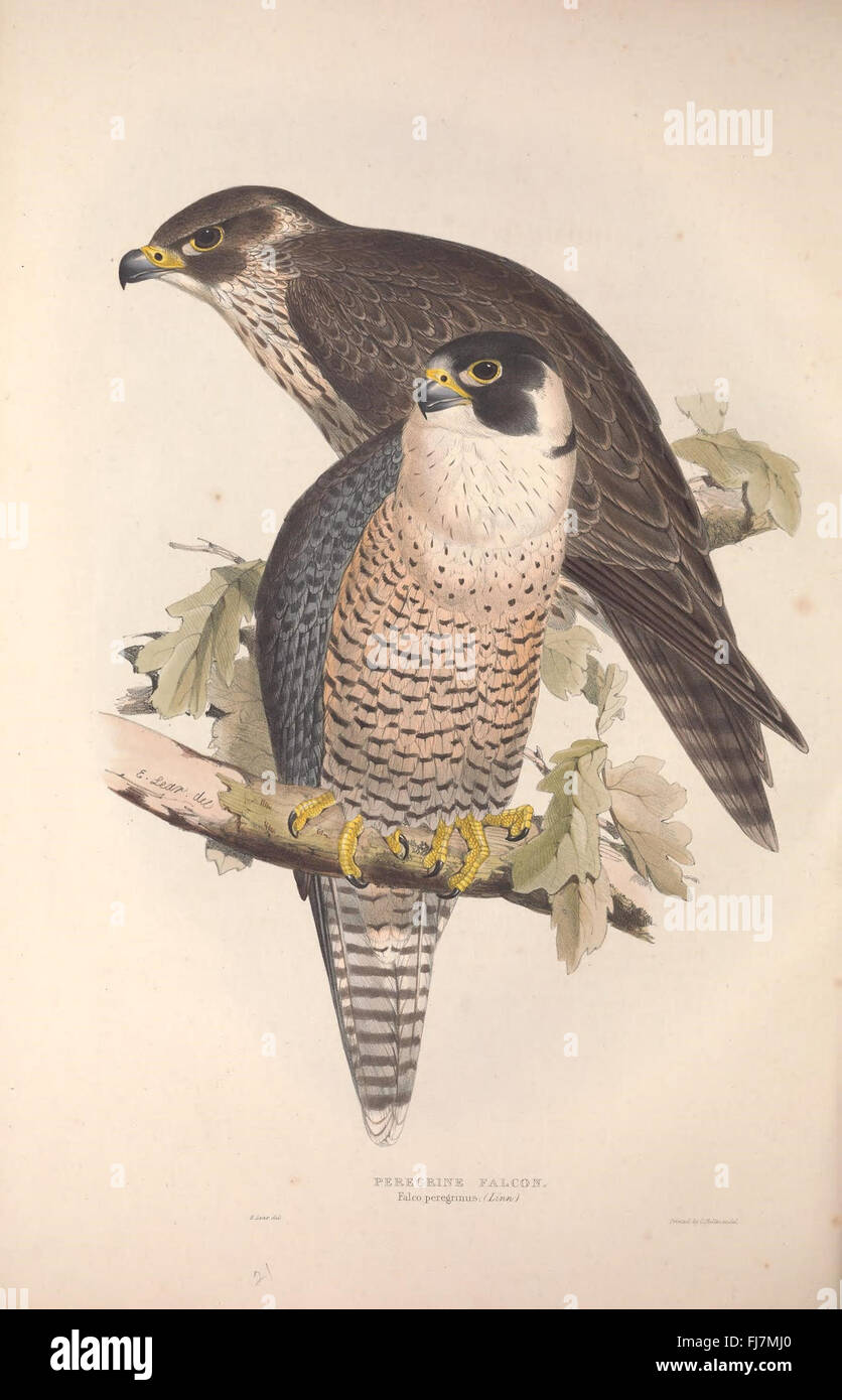 *The Birds of Europe* provides an extensive catalog of bird species ...