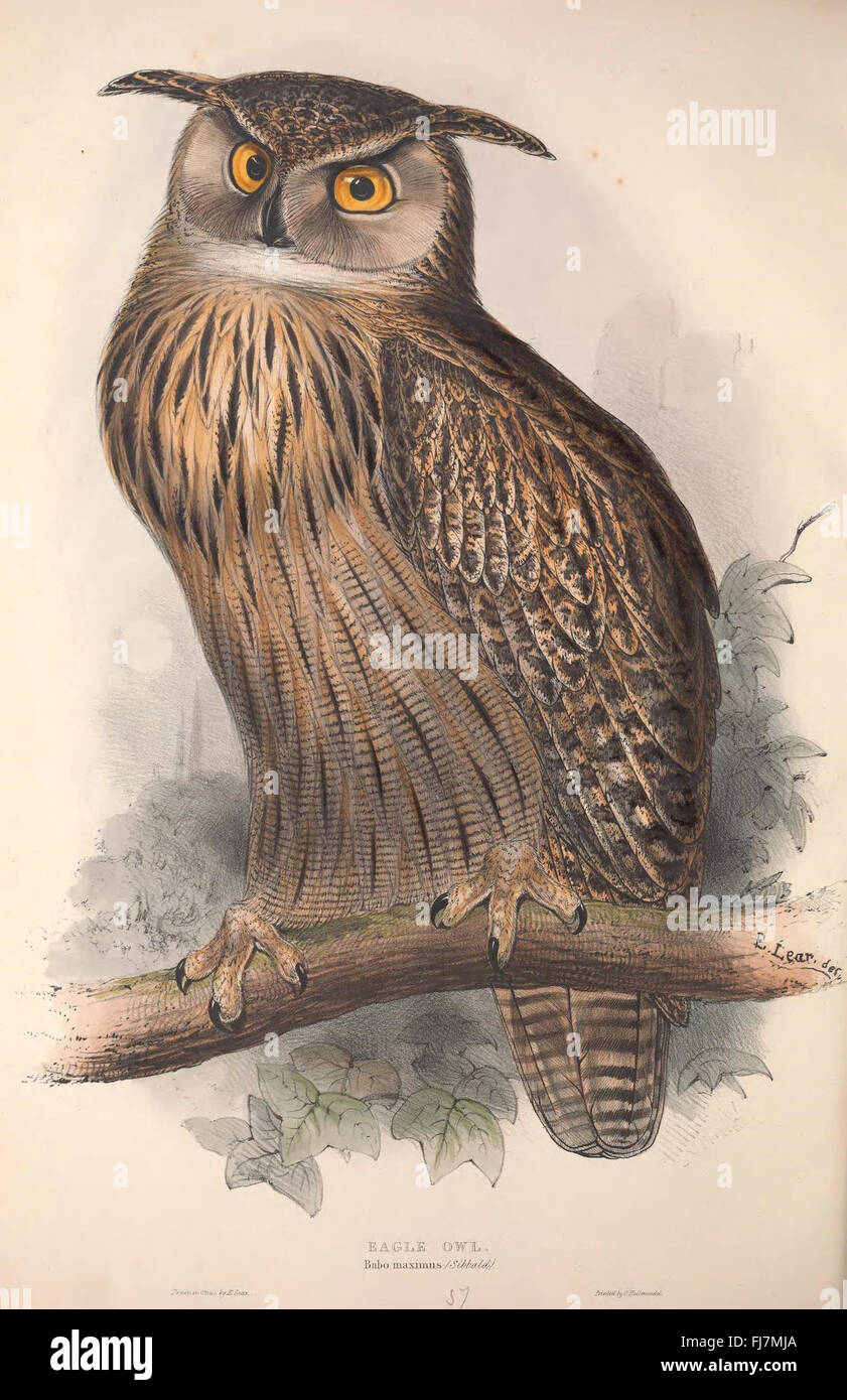 A detailed guide to the birds of Europe, featuring illustrations and ...