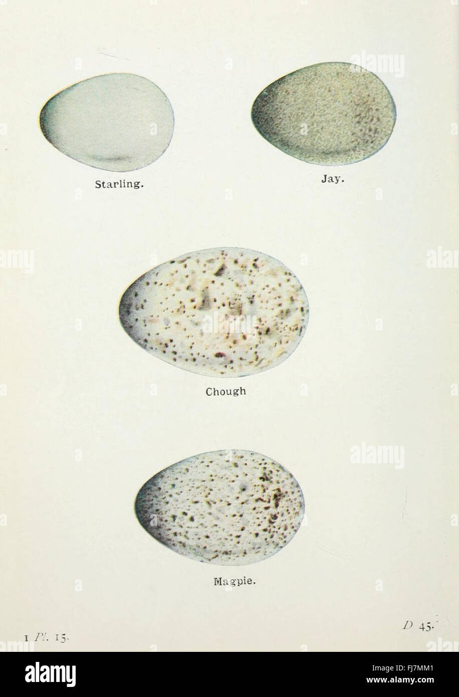 Birds of the British Isles, British Birds, Bird Eggs, Ornithology ...