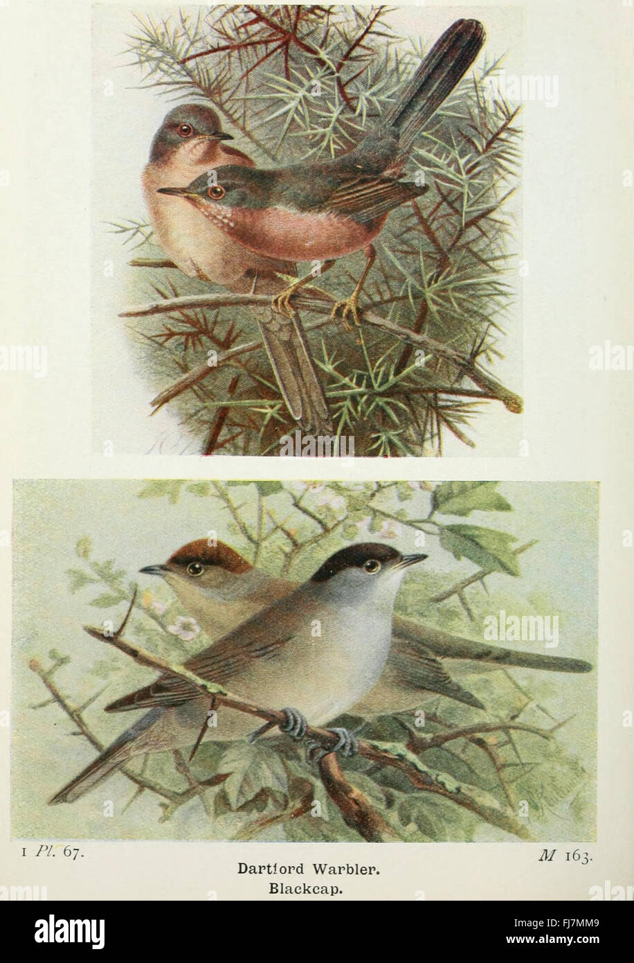 Birds, Great Britain, British Isles, egg identification, bird species ...