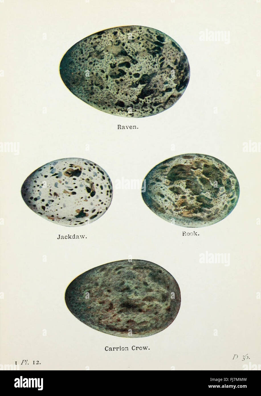 A detailed illustration from 'The Birds of the British Isles and Their ...