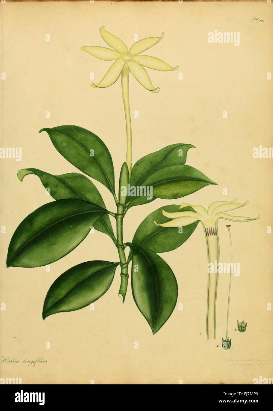 A botanical work documenting new and rare plants, with illustrations ...