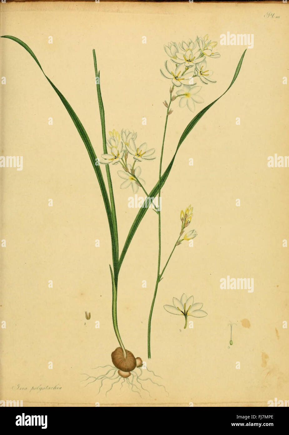 The botanist's repository, for new and rare plants: A botanical ...