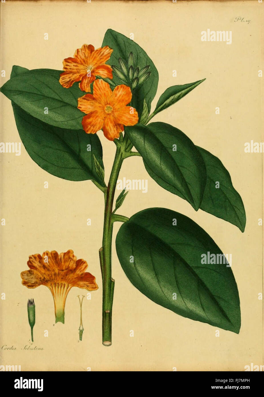 Botanical catalog showcasing new and rare plant species, documenting ...