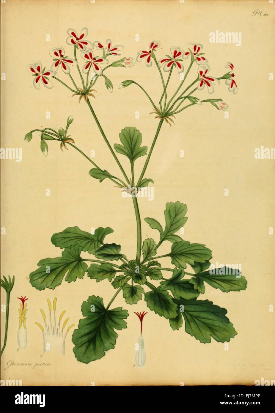 A botanical publication highlighting new and rare plant species ...