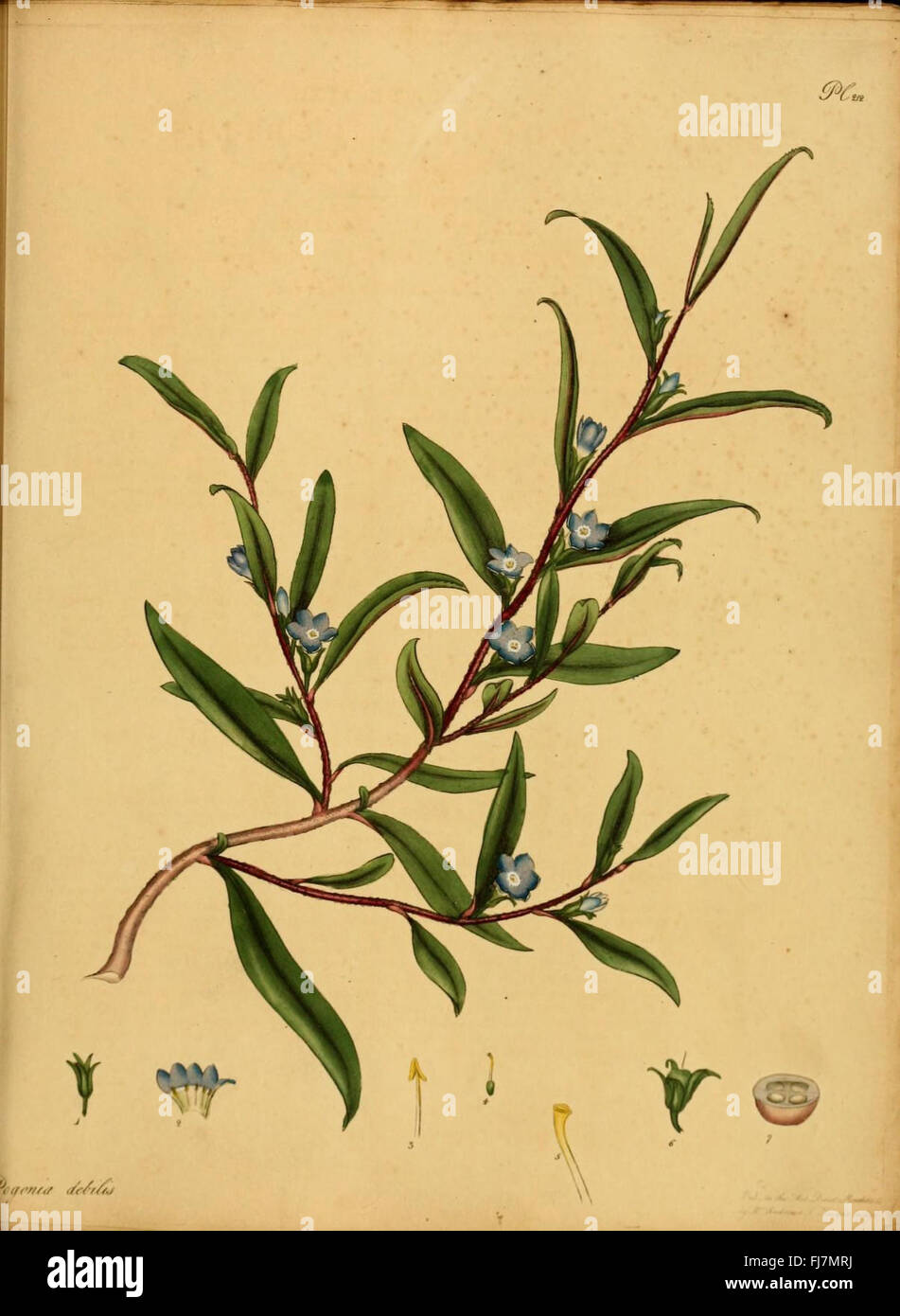 The Botanist's Repository, a publication showcasing new and rare plant ...