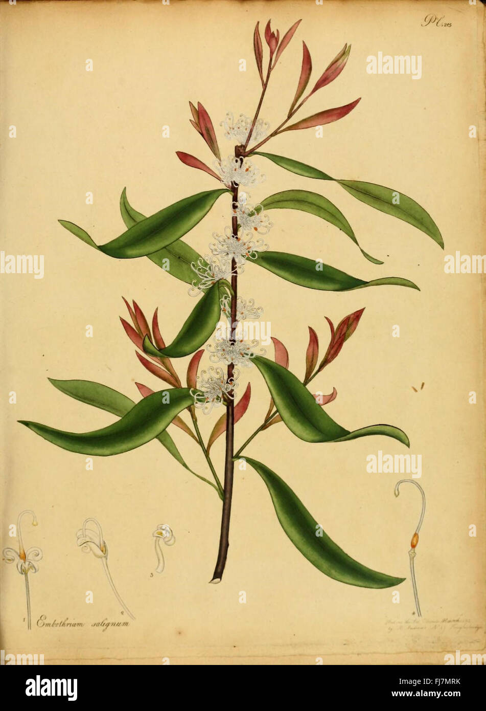 The Botanist's Repository, a comprehensive catalog of new and rare ...