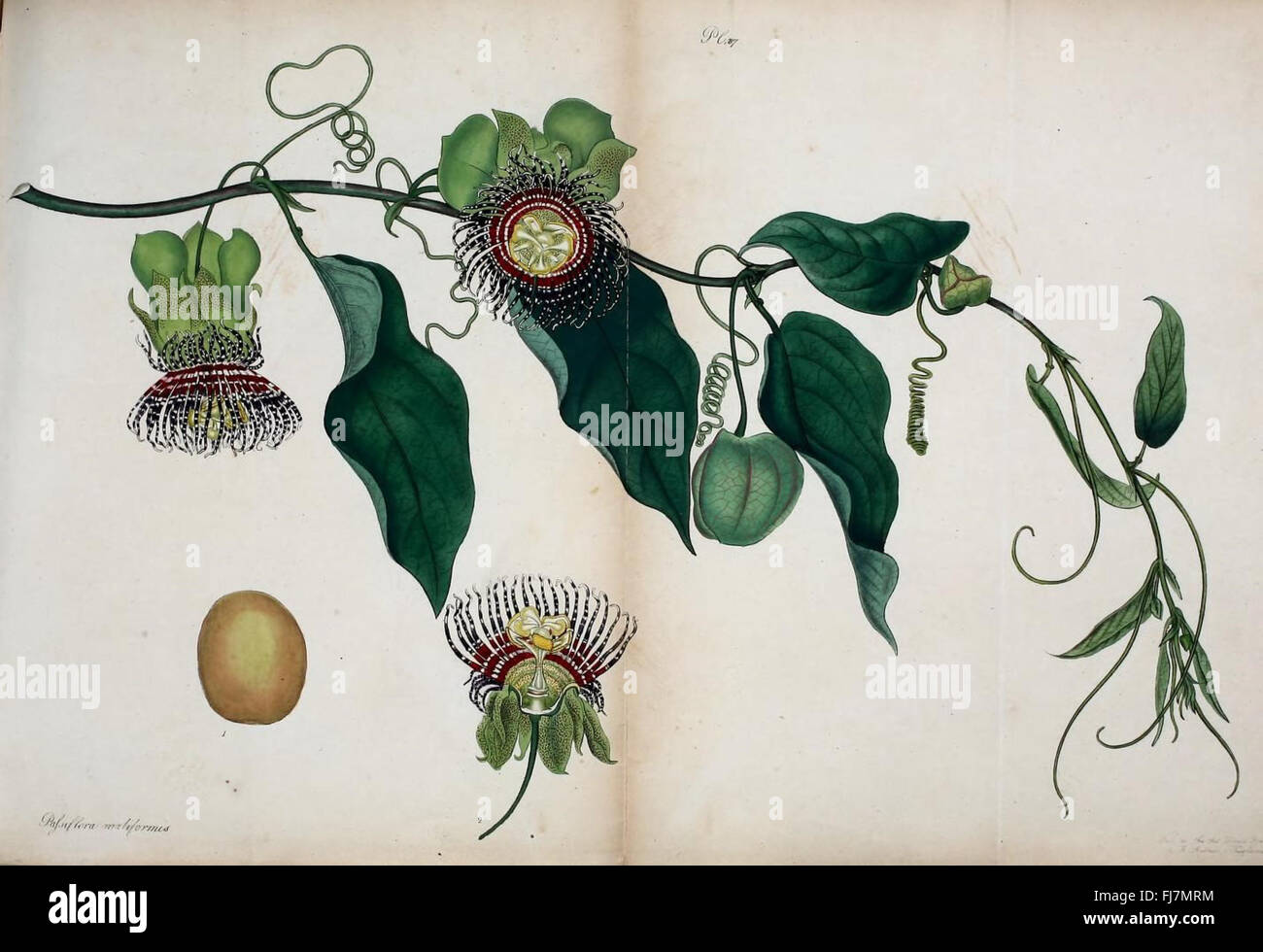 The botanist's repository, for new and rare plants, Botany, Flowers ...