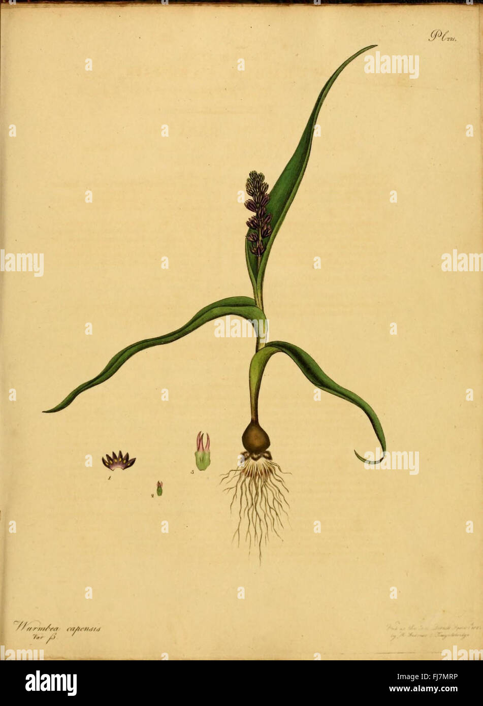 A botanical reference for newly discovered and rare plant species ...