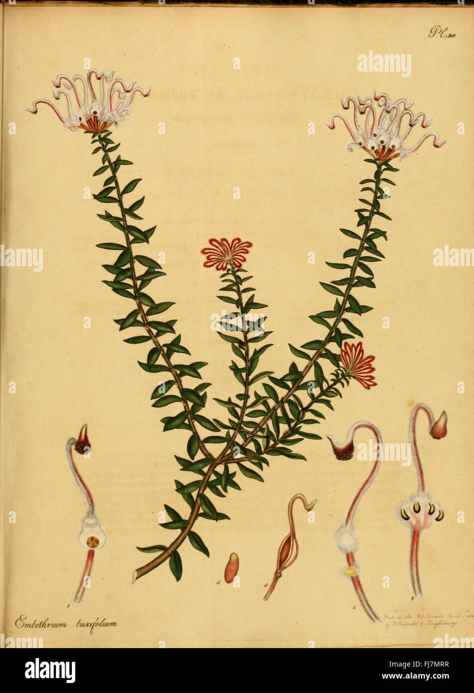 The botanist's repository, for new and rare plants ,Botany Flowers ...