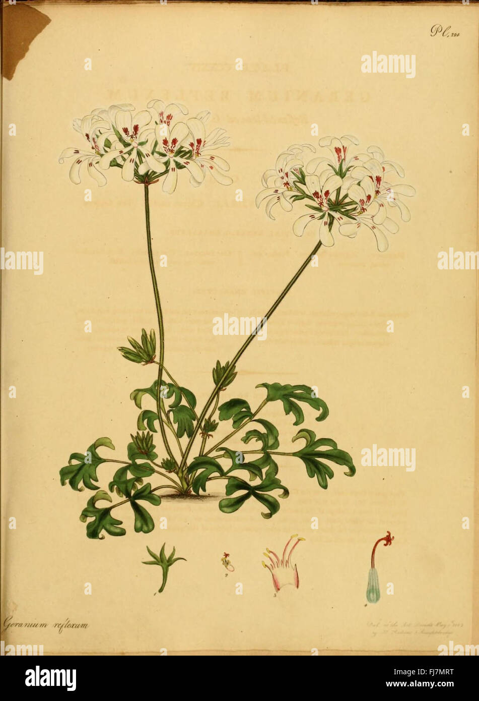 A botanical work focusing on the introduction and description of new ...