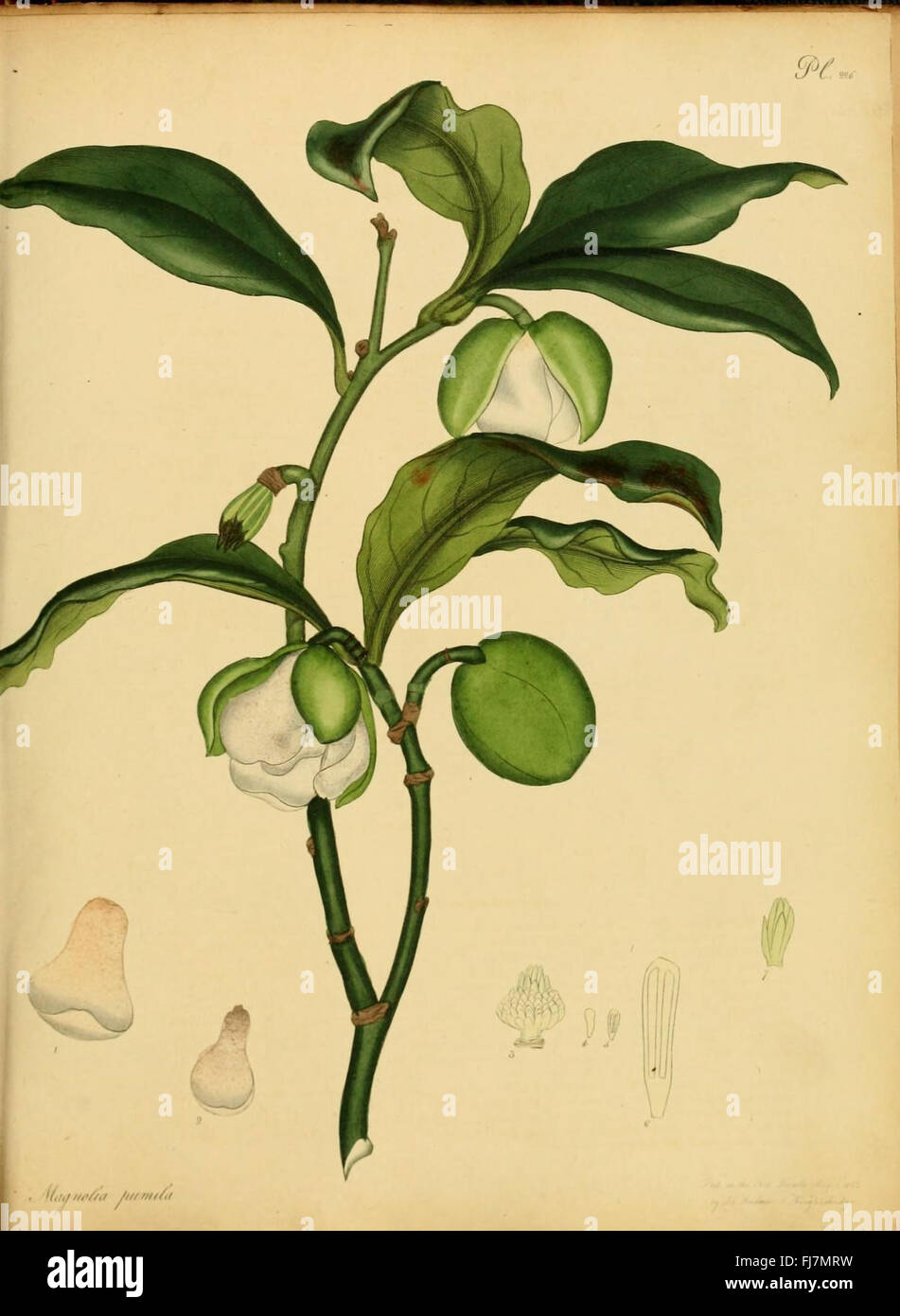 The botanist's repository, for new and rare plants, Botany Flowers ...