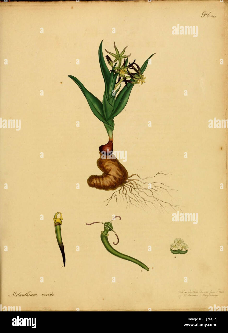 The botanist's repository, for new and rare plants, Botany Flowers ...