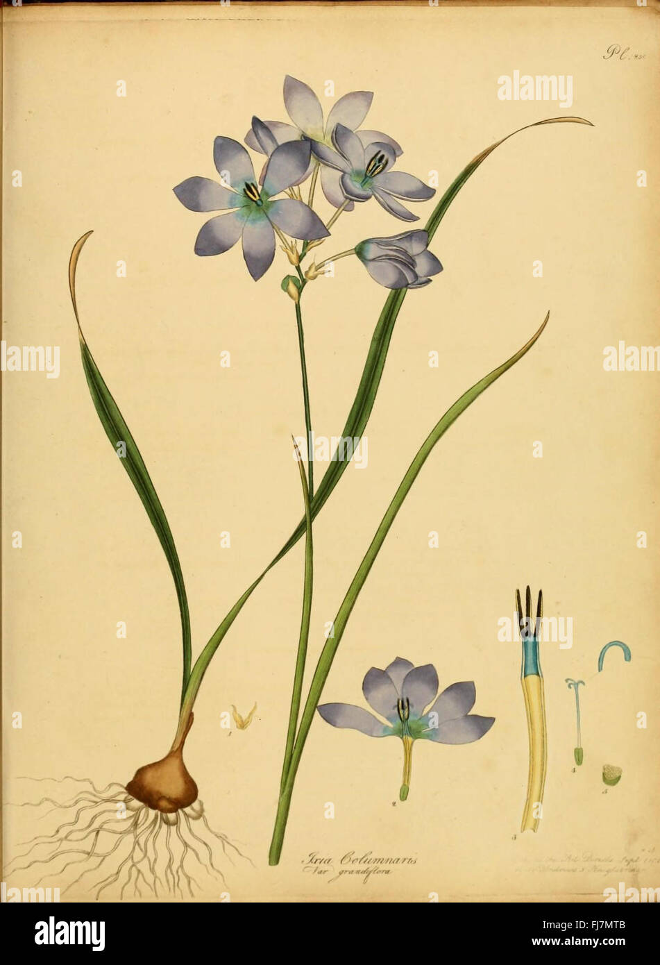 An illustration from *The Botanist's Repository*, showcasing rare and ...
