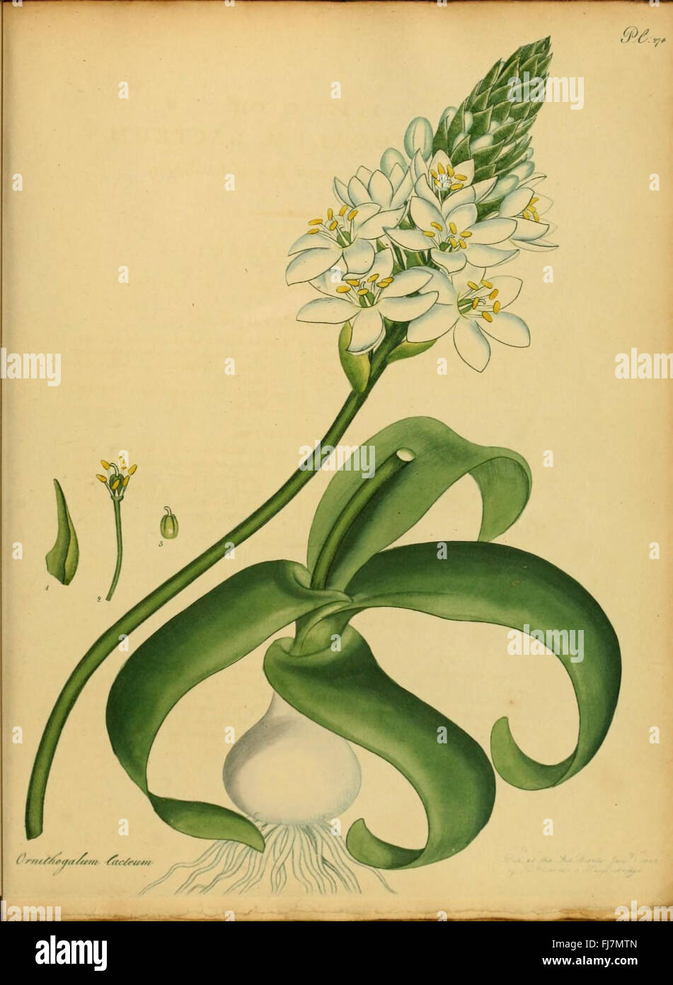 The Botanist's Repository for New and Rare Plants - A botanical ...