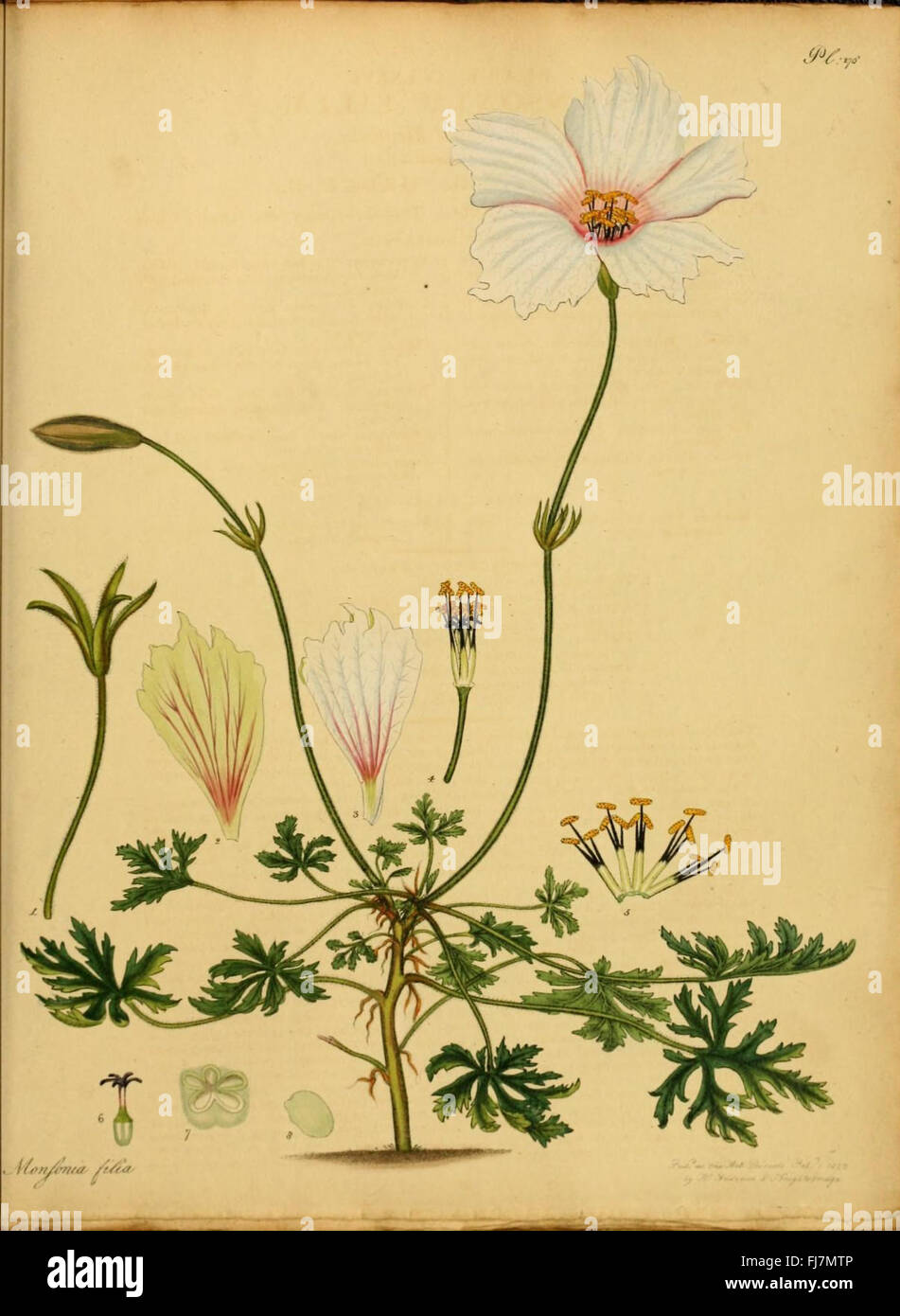 The botanist's repository, for new and rare plants Stock Photo - Alamy